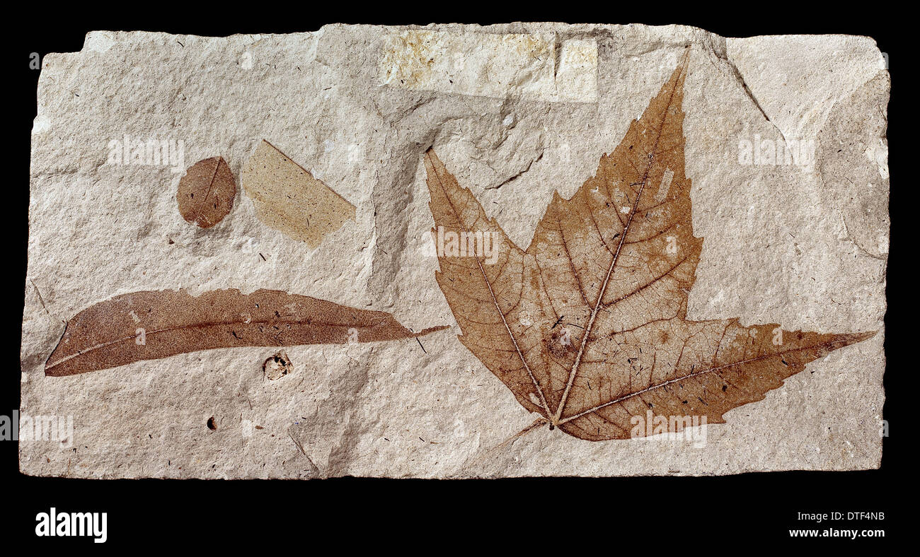 Sycamore leaf fossil hi-res stock photography and images - Alamy