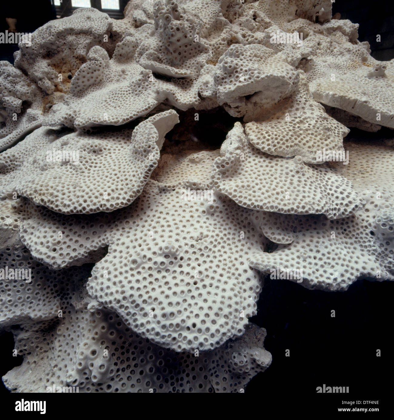 Coral anatomy hi-res stock photography and images - Alamy