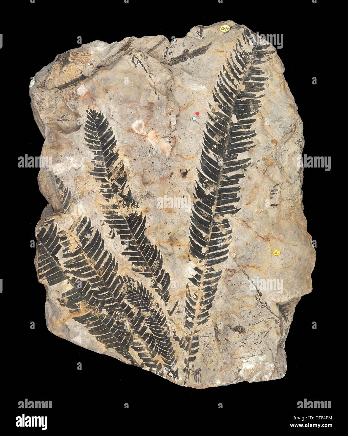Bennettitales hi-res stock photography and images - Alamy