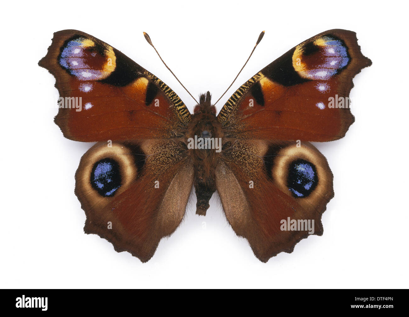 The linnaeus museum hi-res stock photography and images - Alamy