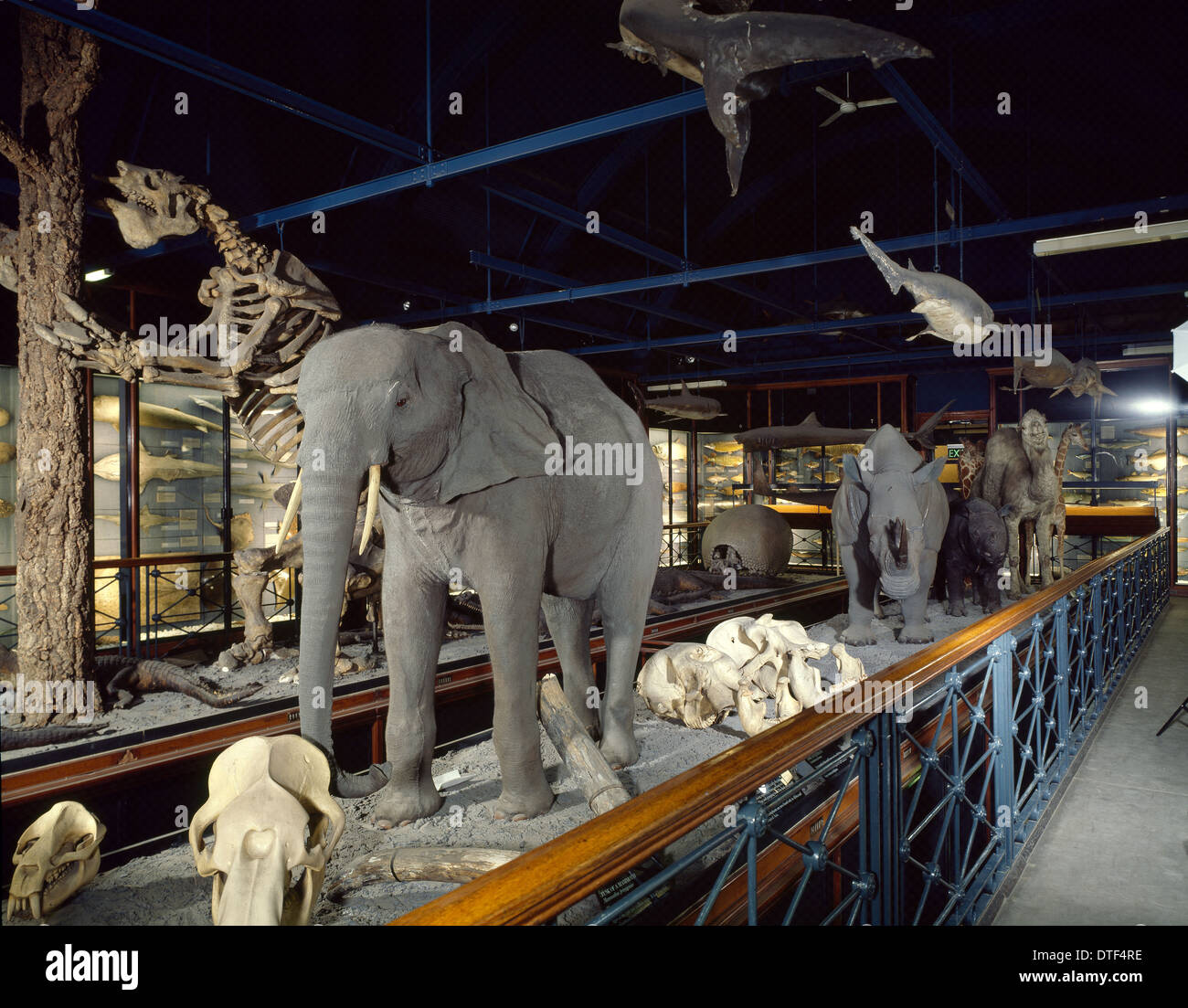 Zoological museum tring hi-res stock photography and images - Alamy