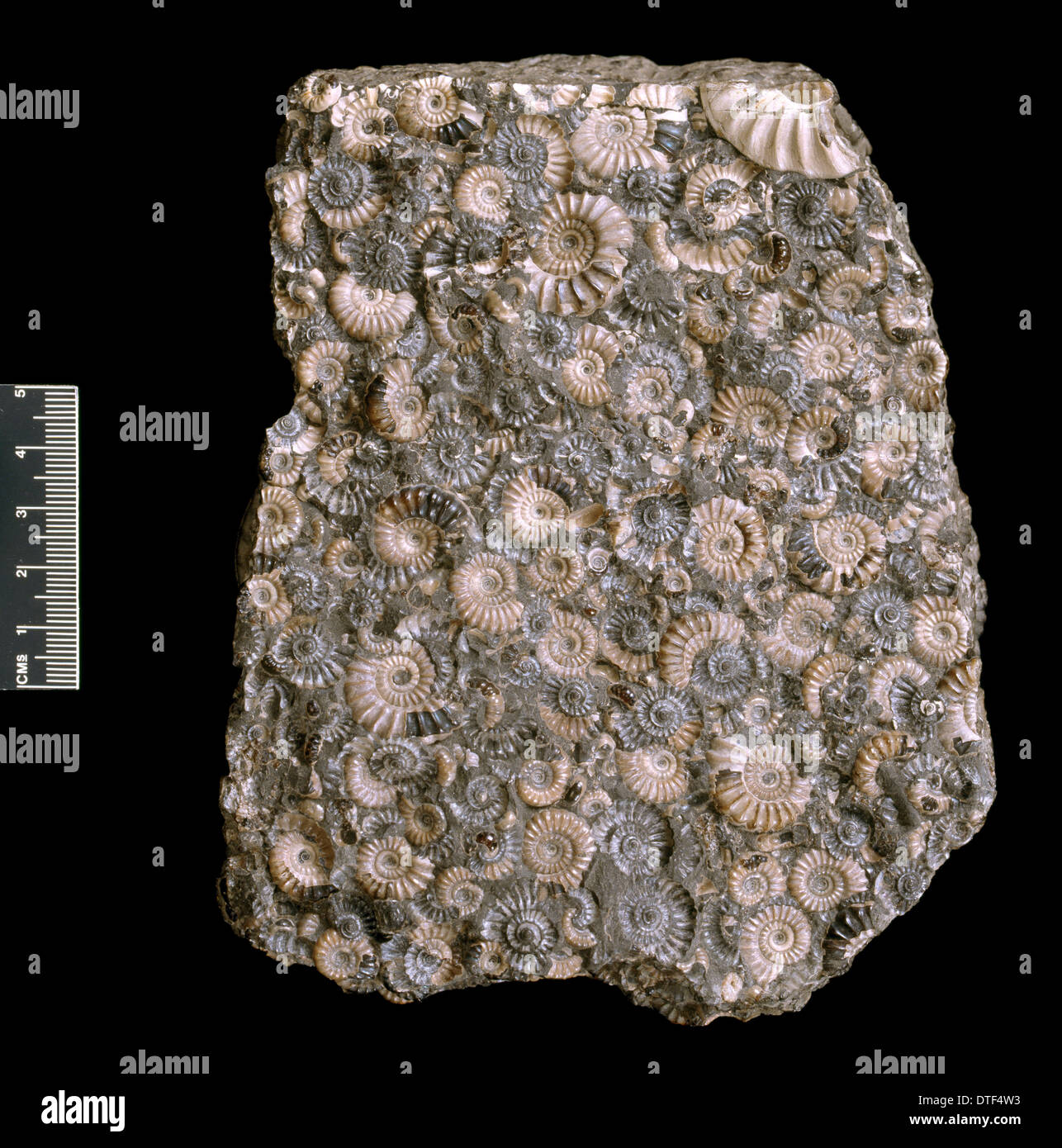 Ammonites ammonoidea hi-res stock photography and images - Alamy