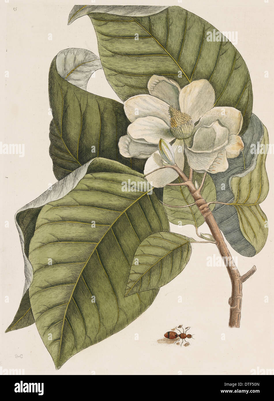 Magnolia acuminata, cucumber tree Stock Photo - Alamy