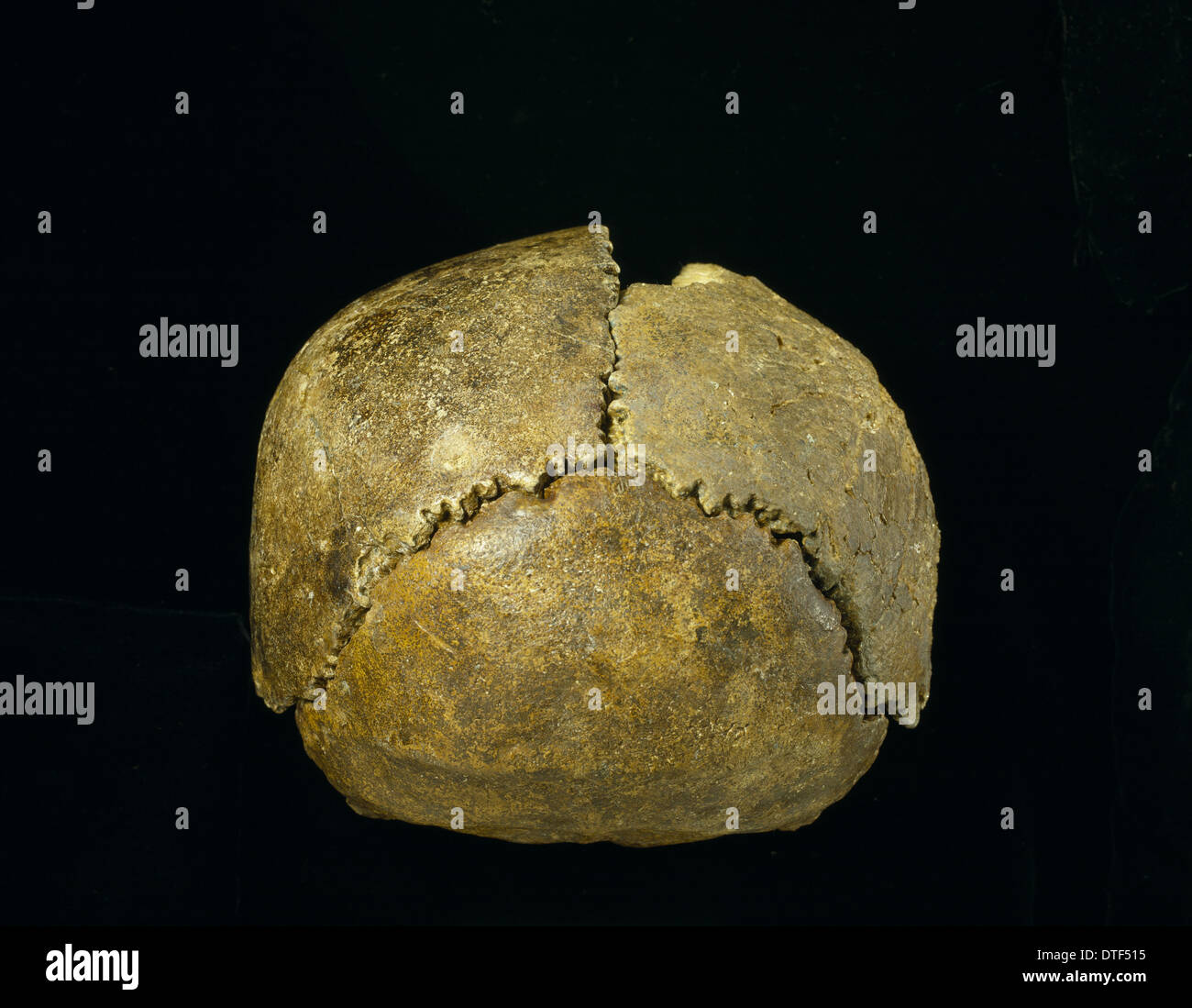 Homo neanderthalensis (Swanscombe 1) Cranium Stock Photo - Alamy