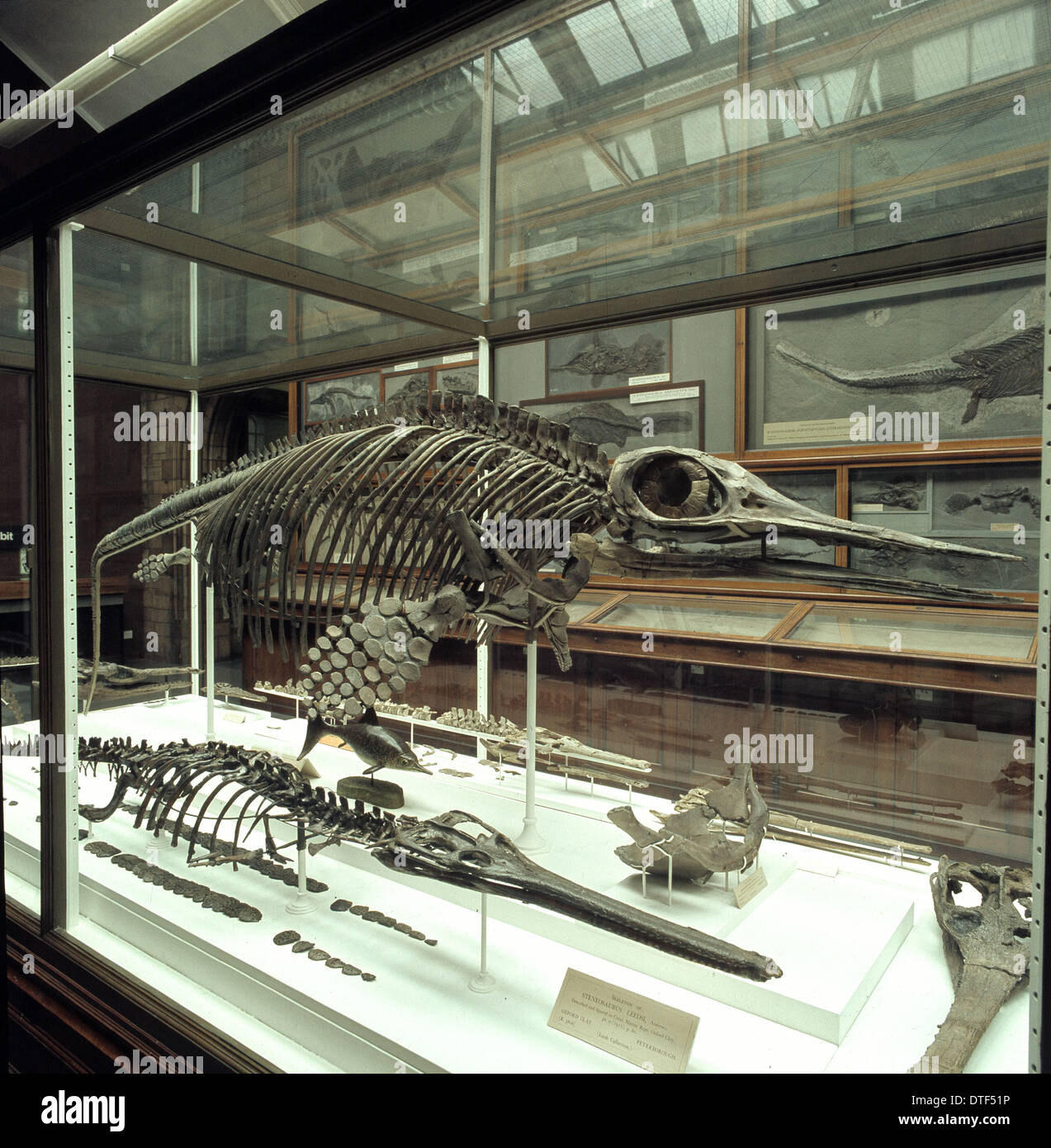 Ophthalmosaurus hi-res stock photography and images - Alamy