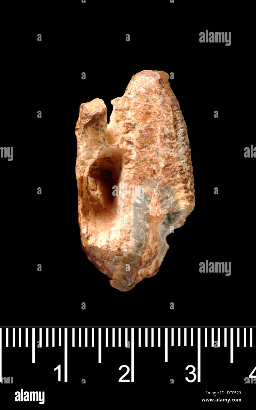 Stegodontidae hi-res stock photography and images - Alamy