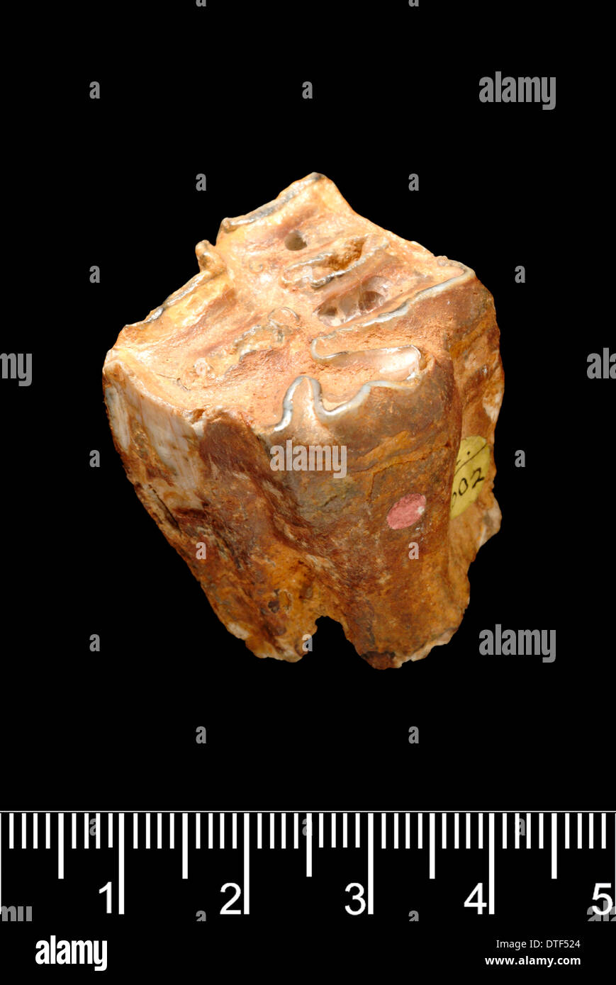 Hippomorpha hi-res stock photography and images - Alamy