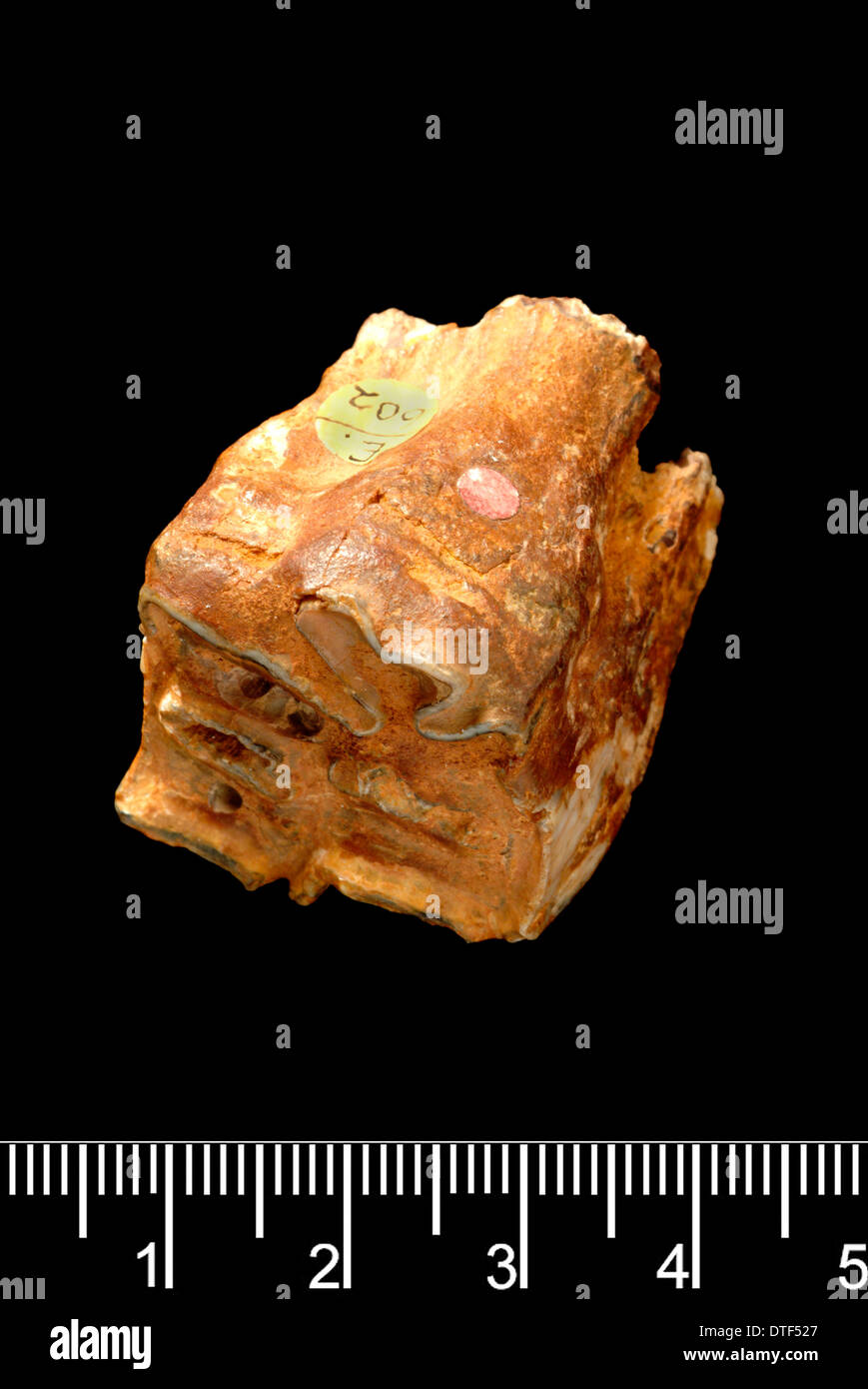 Hippomorpha hi-res stock photography and images - Alamy