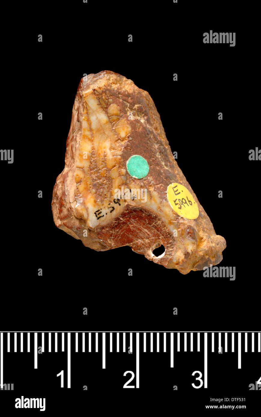 Hippopotamus tooth hi-res stock photography and images - Alamy