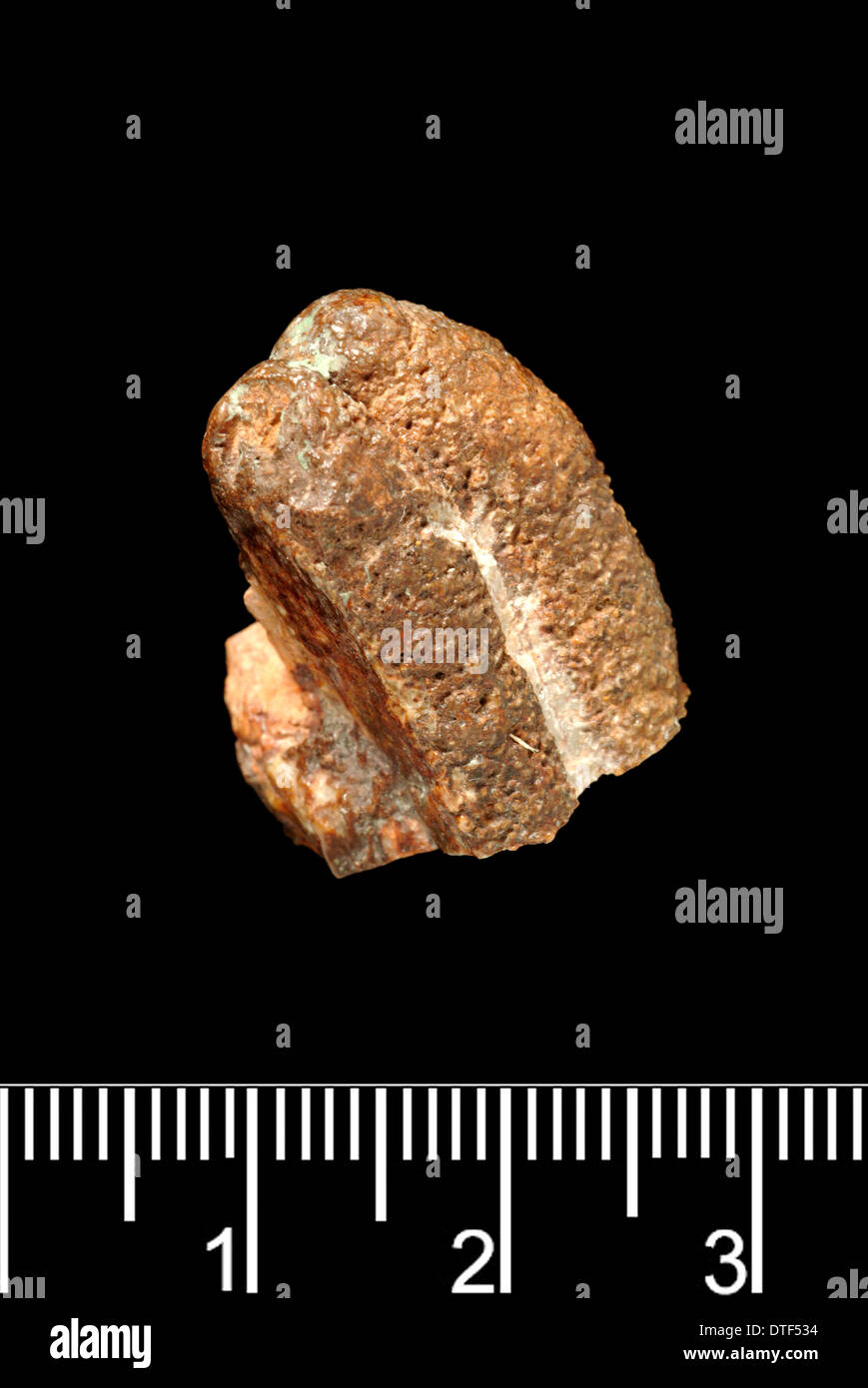 Fossil molar tooth hi-res stock photography and images - Alamy