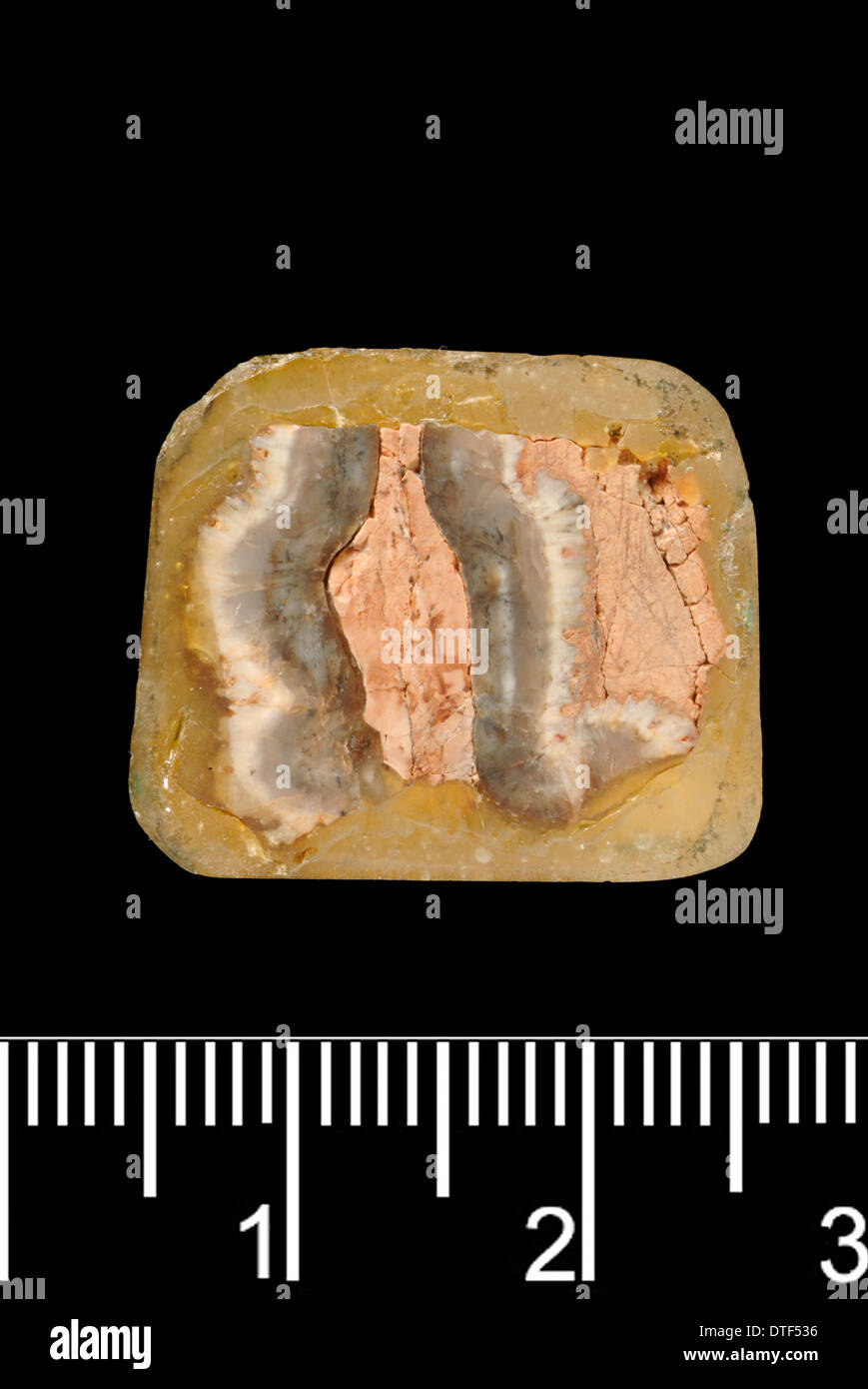 Fossil molar tooth hi-res stock photography and images - Alamy