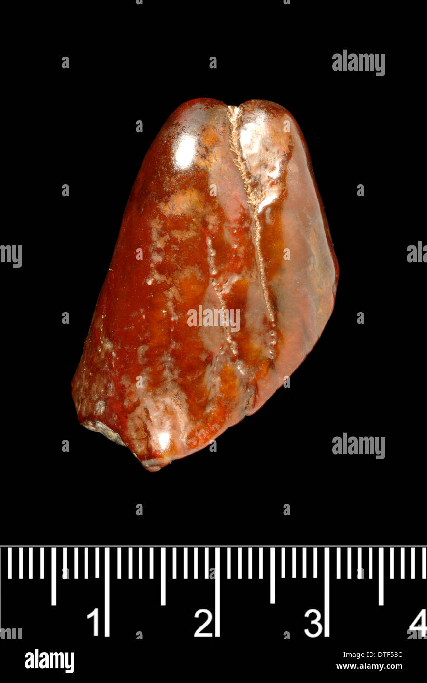 Mastodon fossil hi-res stock photography and images - Alamy