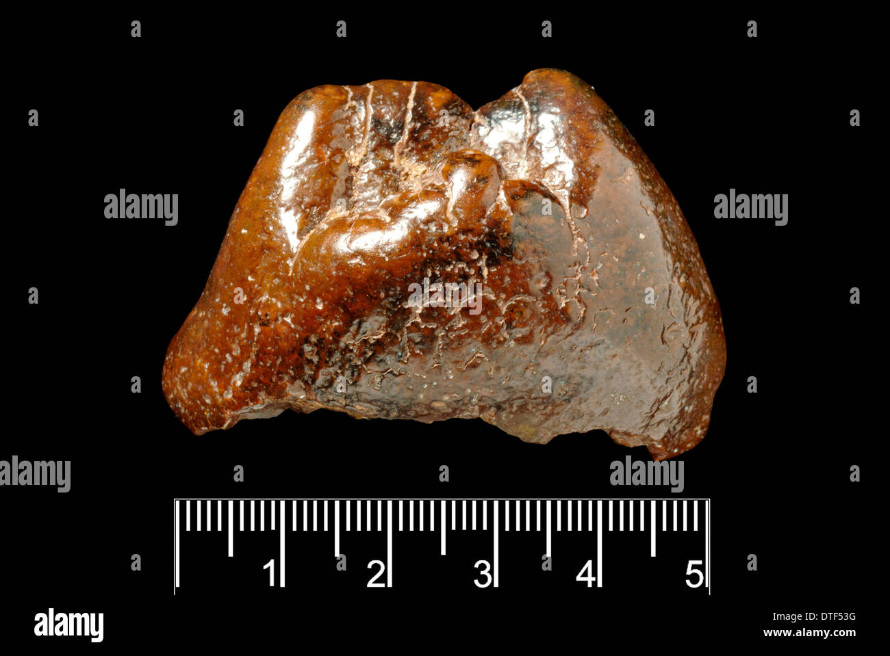 Mastodon fossil hi-res stock photography and images - Alamy