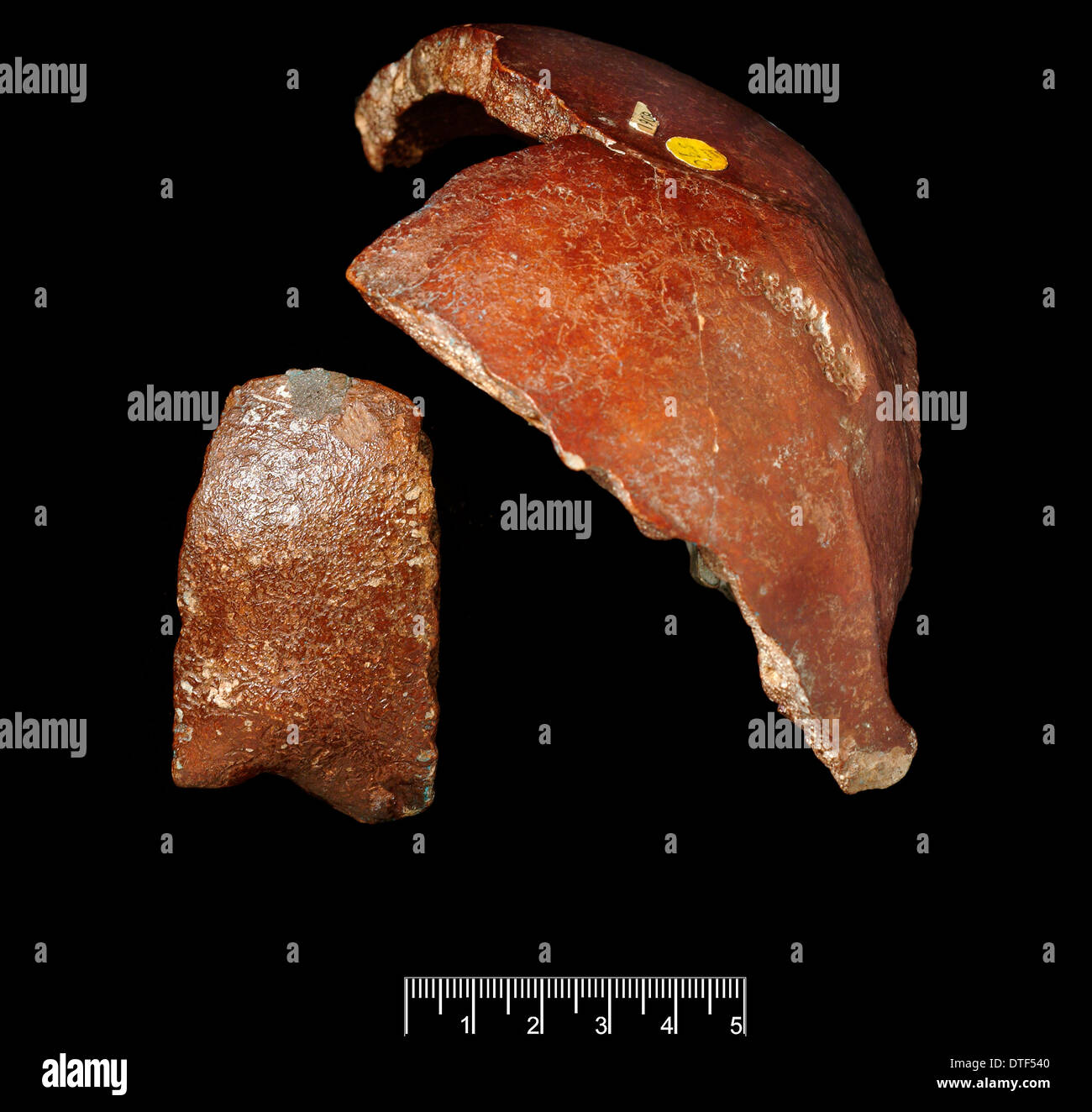 Piltdown skull hi-res stock photography and images - Alamy