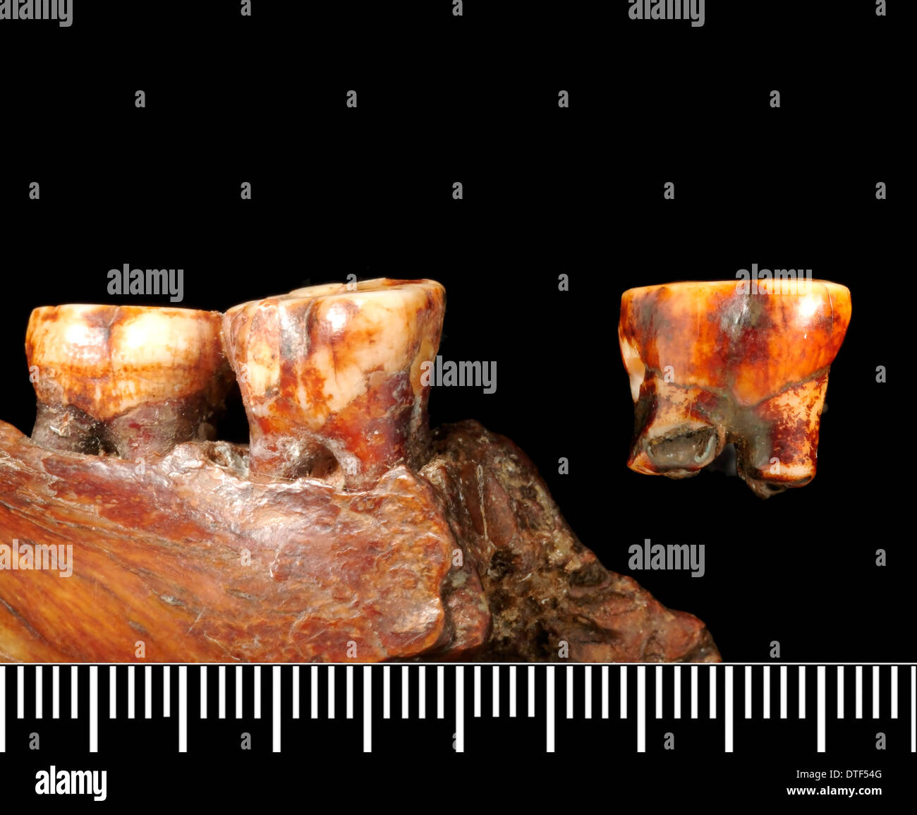 Molar fossil hi-res stock photography and images - Alamy