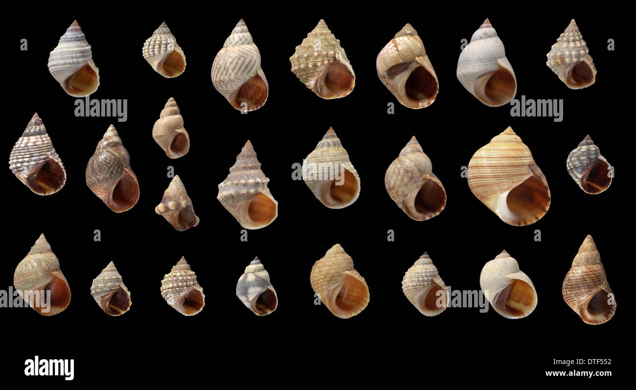 Gastropod mollusk periwinkle hi-res stock photography and images - Alamy