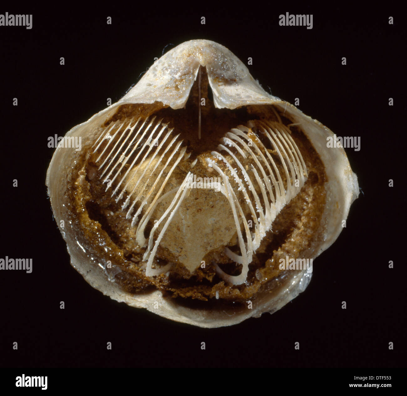 Brachiopoda hi-res stock photography and images - Alamy