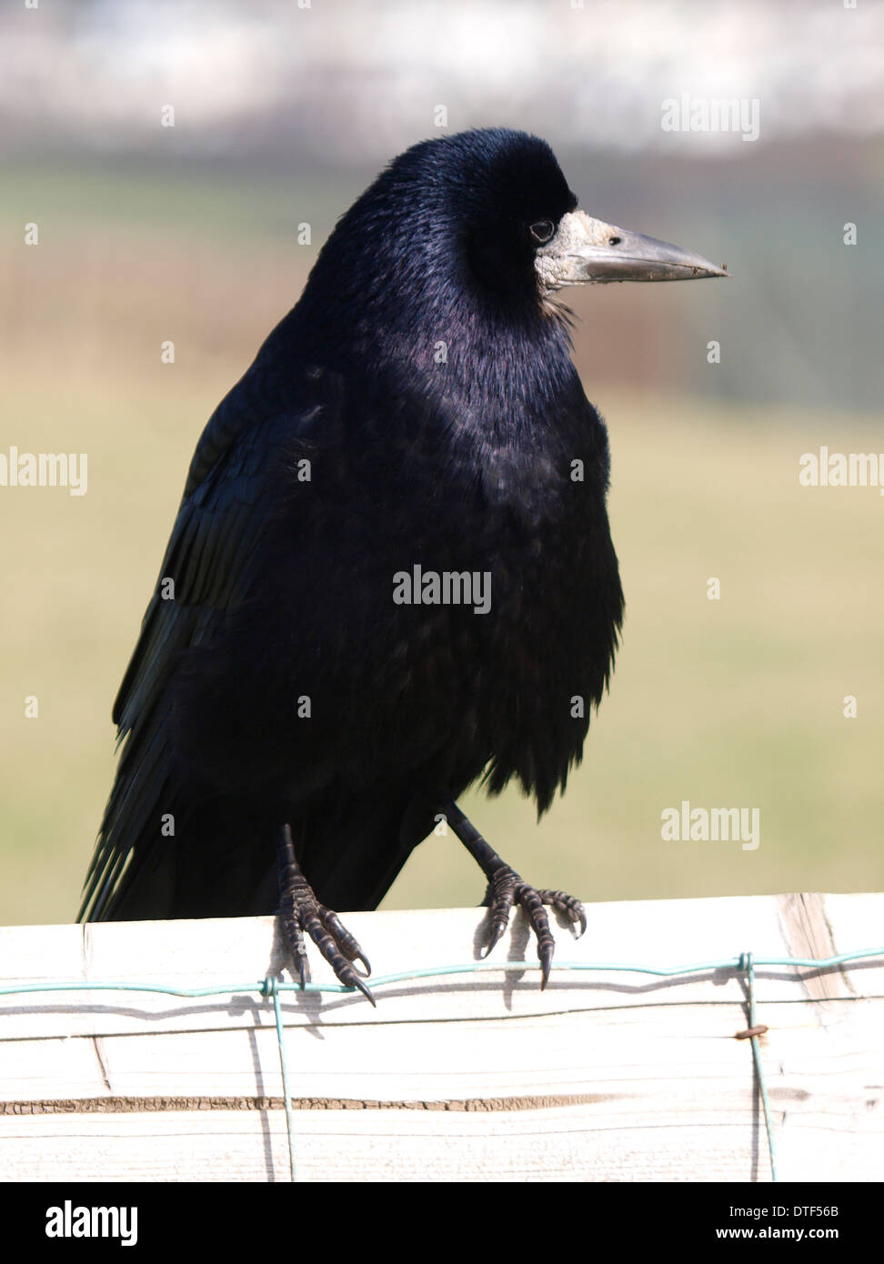 Rook gb hi-res stock photography and images - Alamy