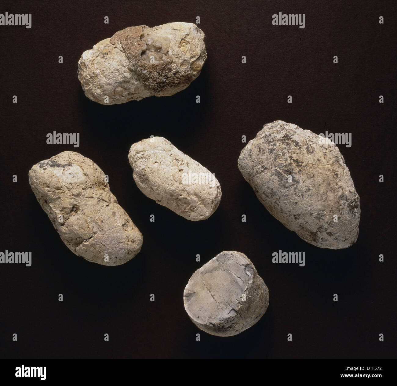 Fossilised faeces hi-res stock photography and images - Alamy