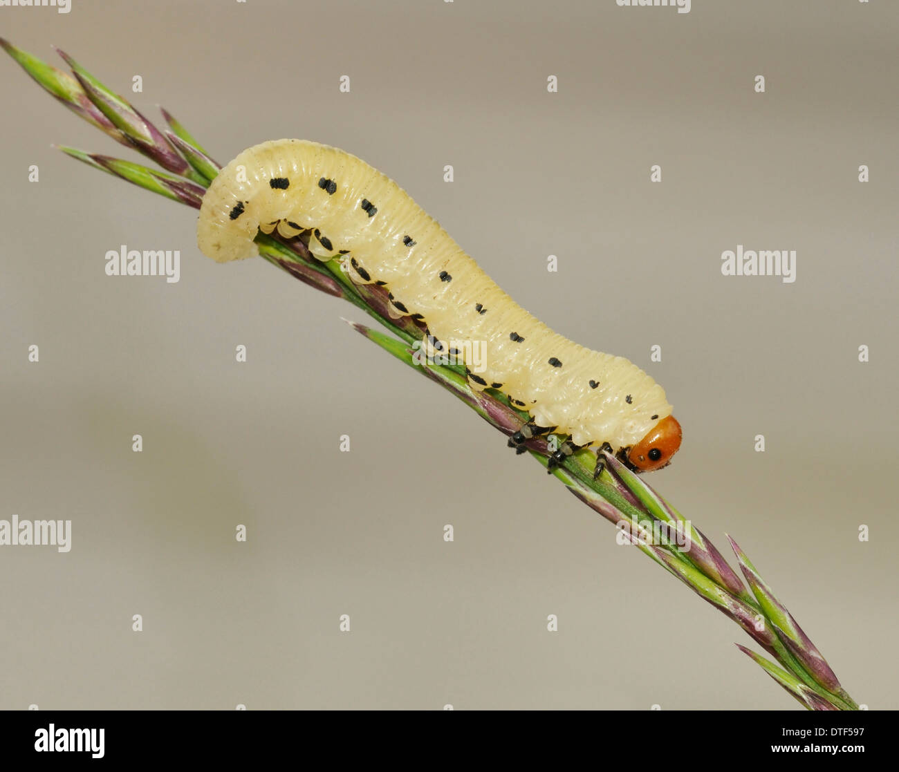 Sawfly larvae hi-res stock photography and images - Alamy