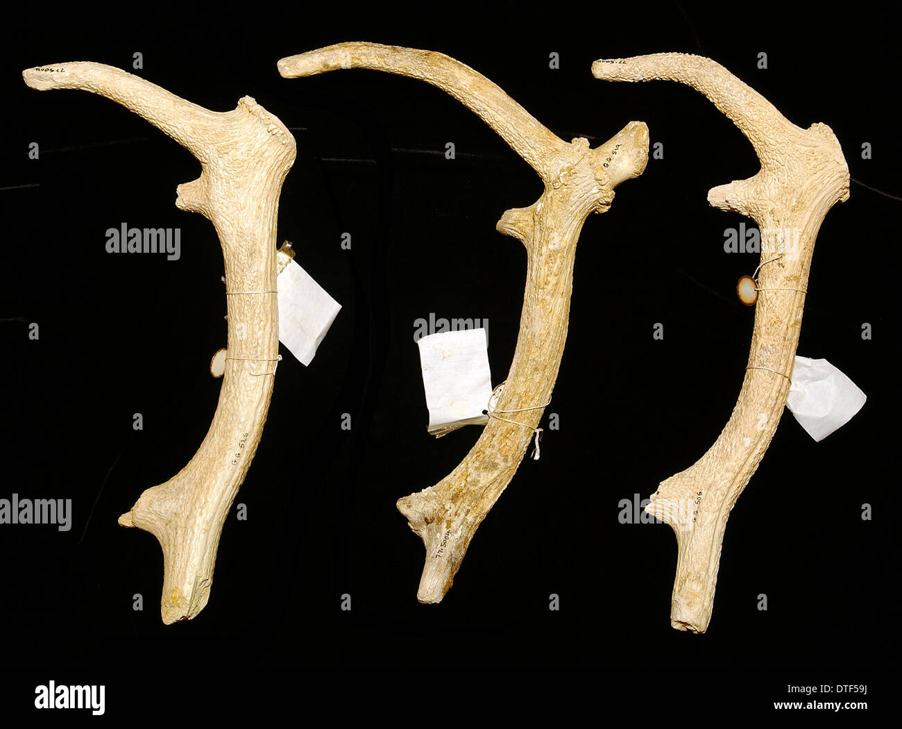 Cervinae cervus hi-res stock photography and images - Alamy