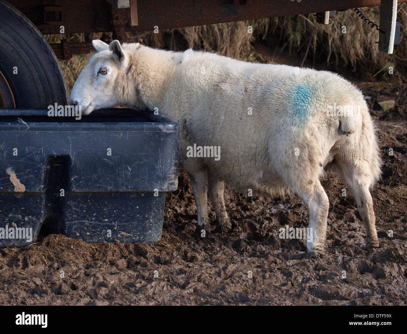 Sheep standing in mud to drink from trough after prolonged rain ...