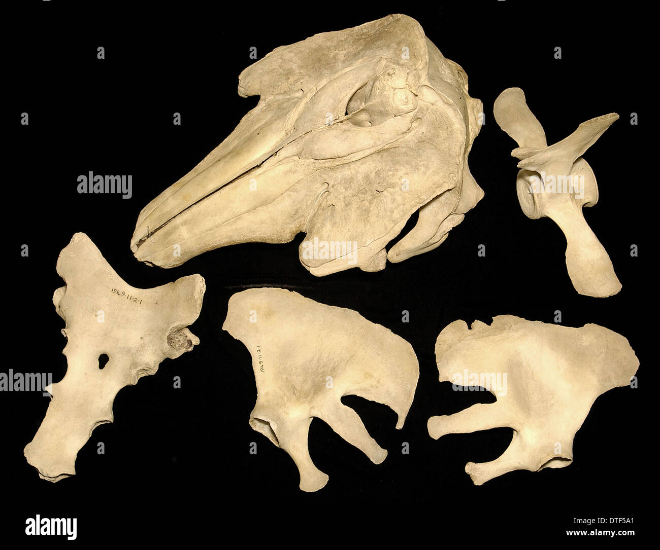 Monodon monoceros arctic hi-res stock photography and images - Alamy