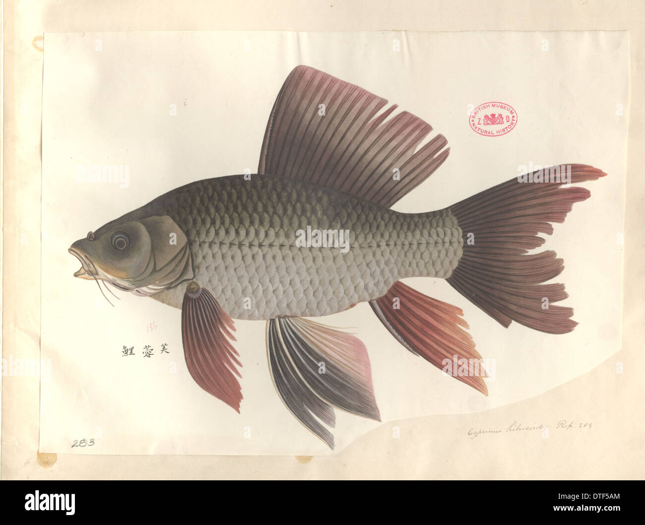 Common ray fish hi-res stock photography and images - Alamy