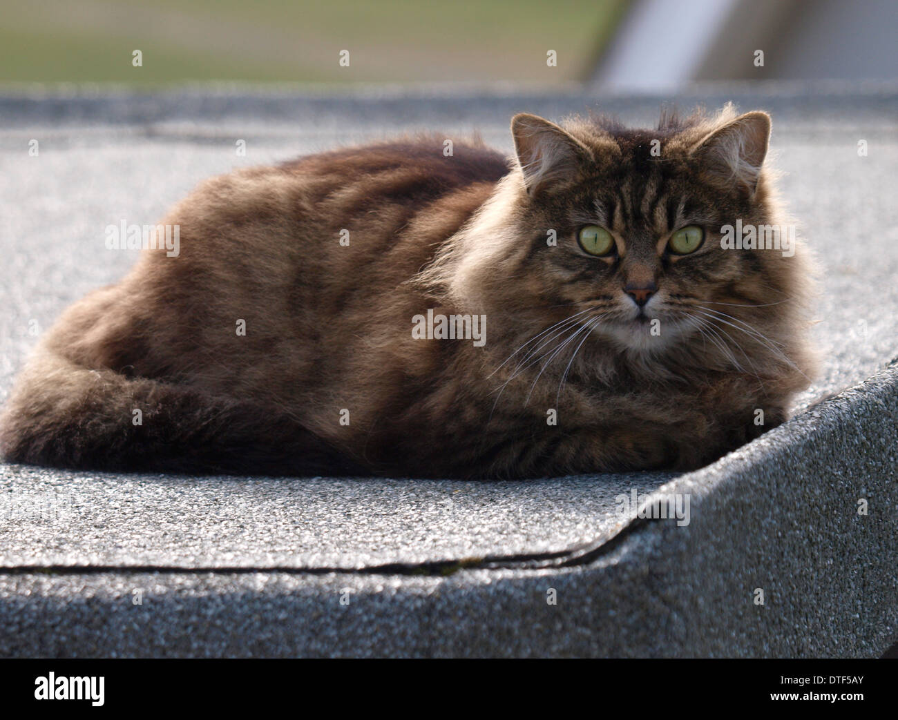 Fluffy tabby cat on a flat roof Stock Photo - Alamy