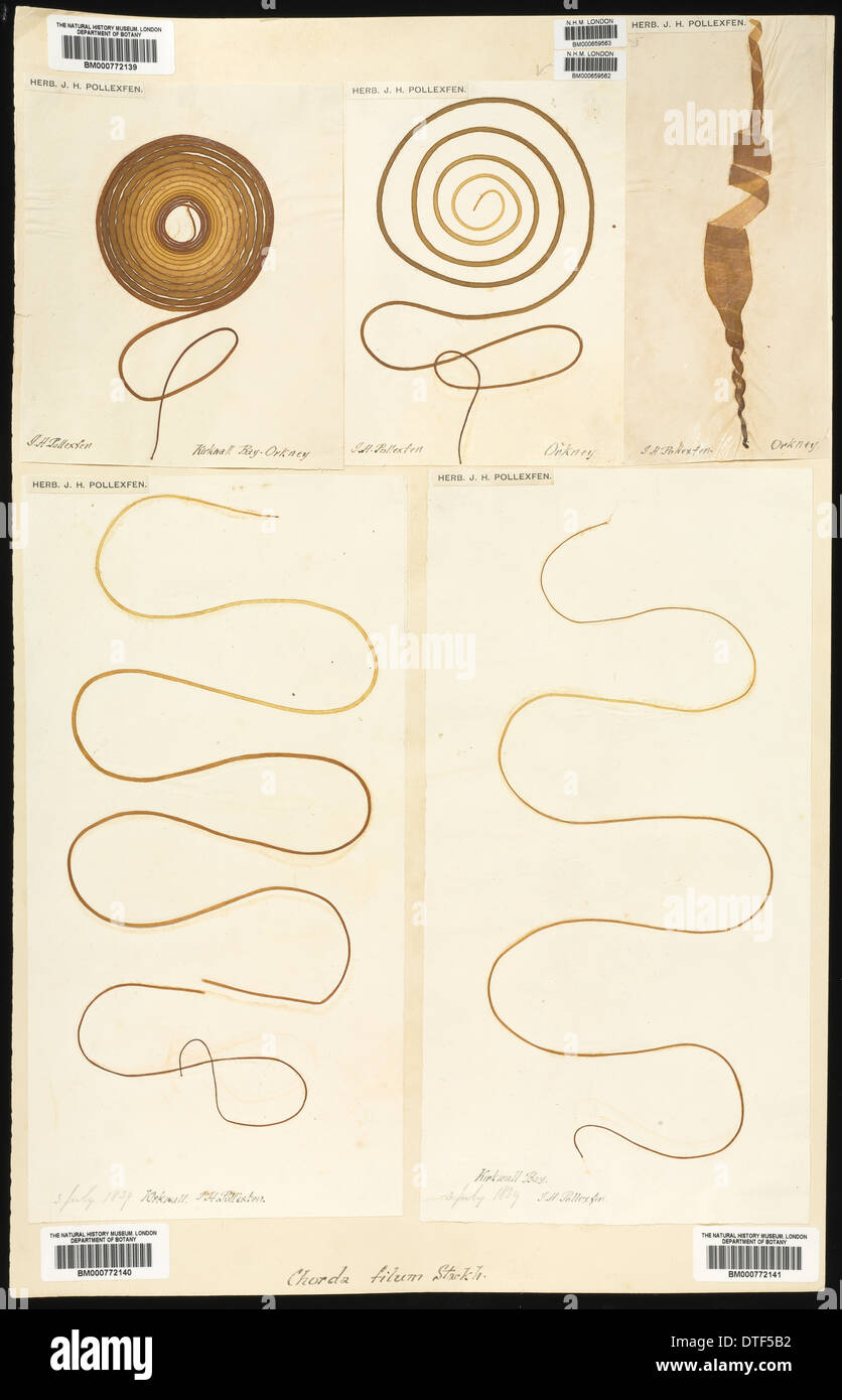 Chorda filum, seaweed Stock Photo - Alamy