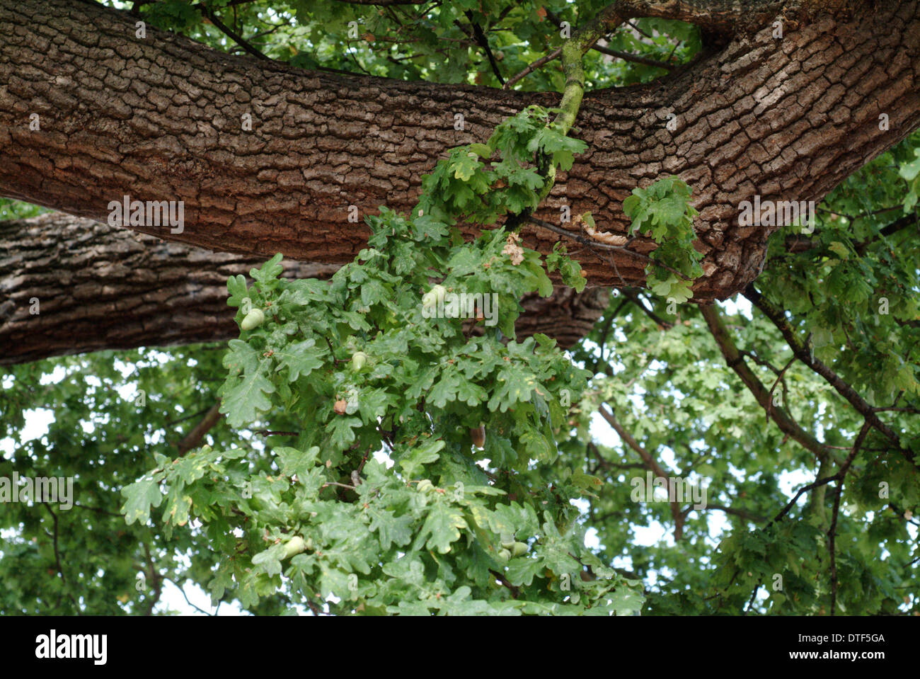 Quercus sp., crouch oak Stock Photo - Alamy