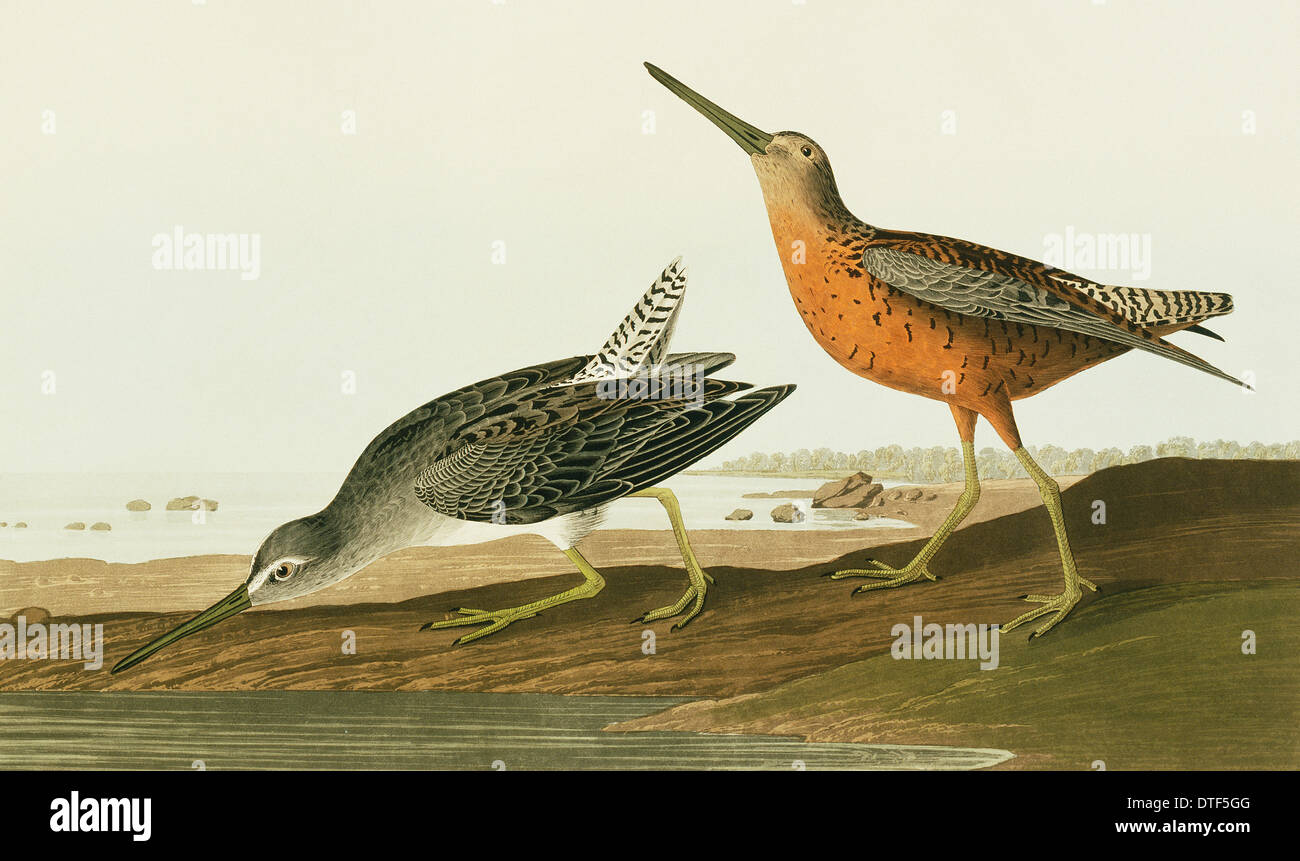 Short billed birds hi-res stock photography and images - Alamy