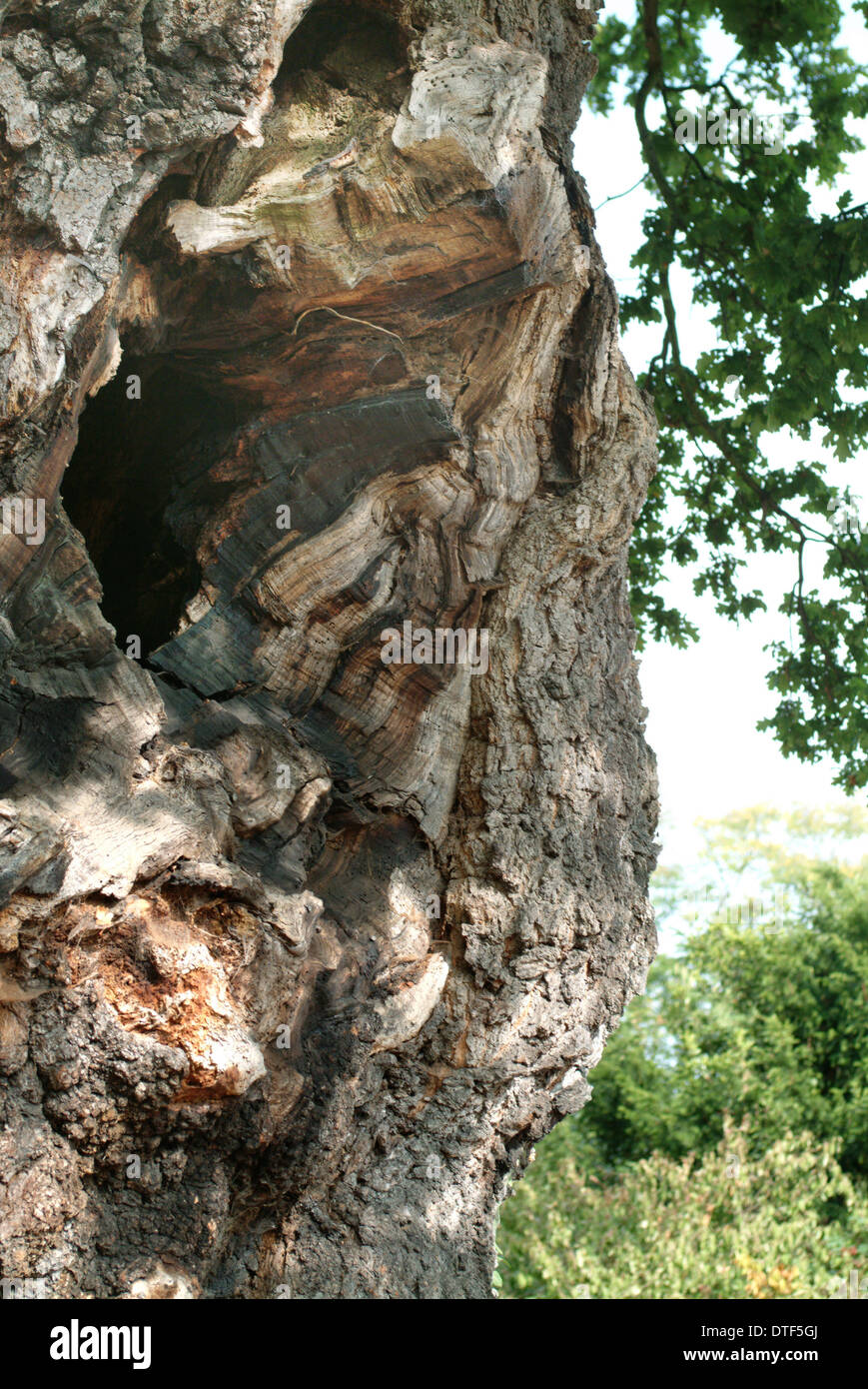 Quercus sp., crouch oak Stock Photo - Alamy