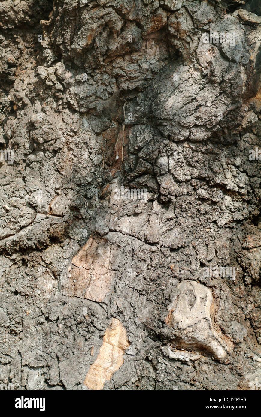 The crouch oak hi-res stock photography and images - Alamy