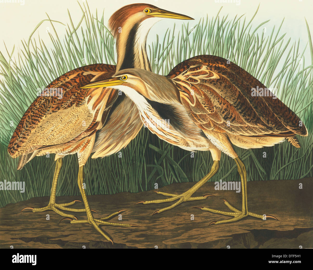 Botaurus lentiginosus, American bittern Stock Photo - Alamy