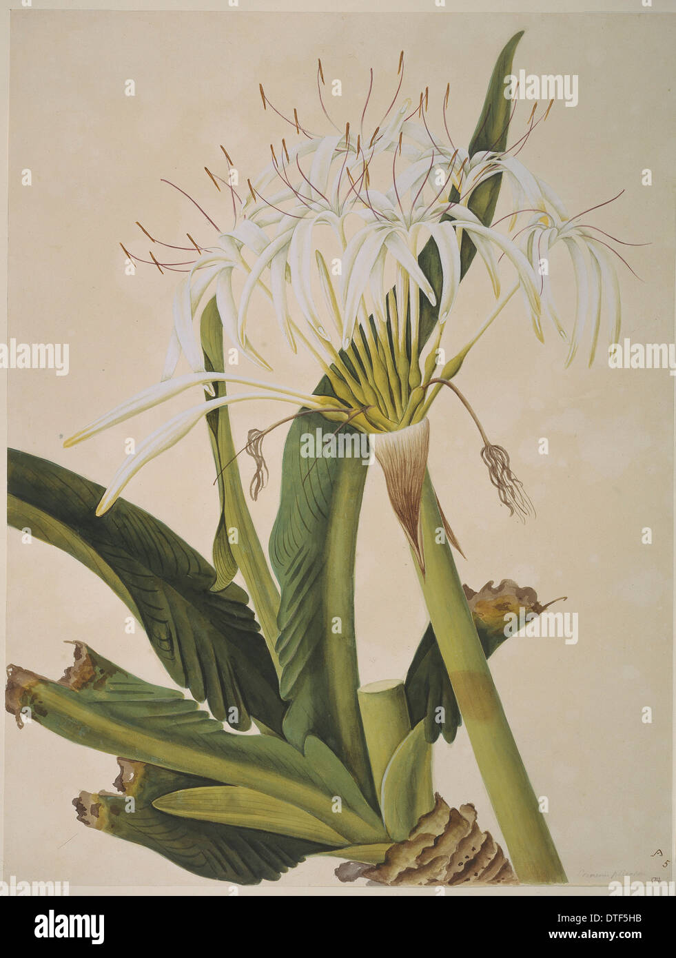 John reeves botanical art hi-res stock photography and images - Alamy