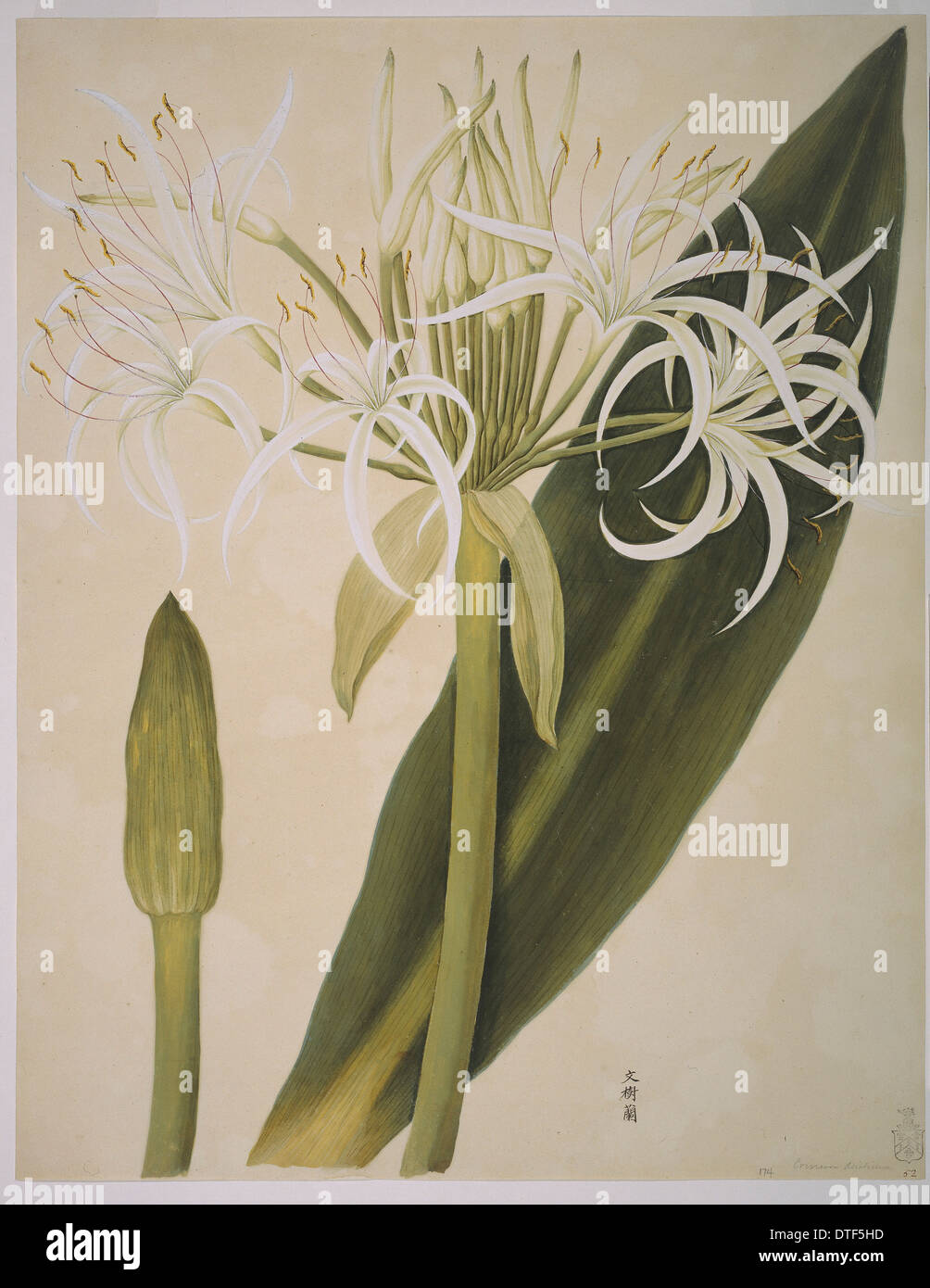 John reeves botanical art hi-res stock photography and images - Alamy