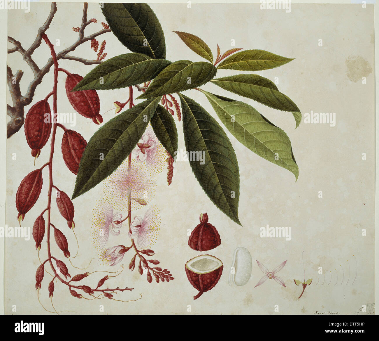 John reeves botanical art hi-res stock photography and images - Alamy