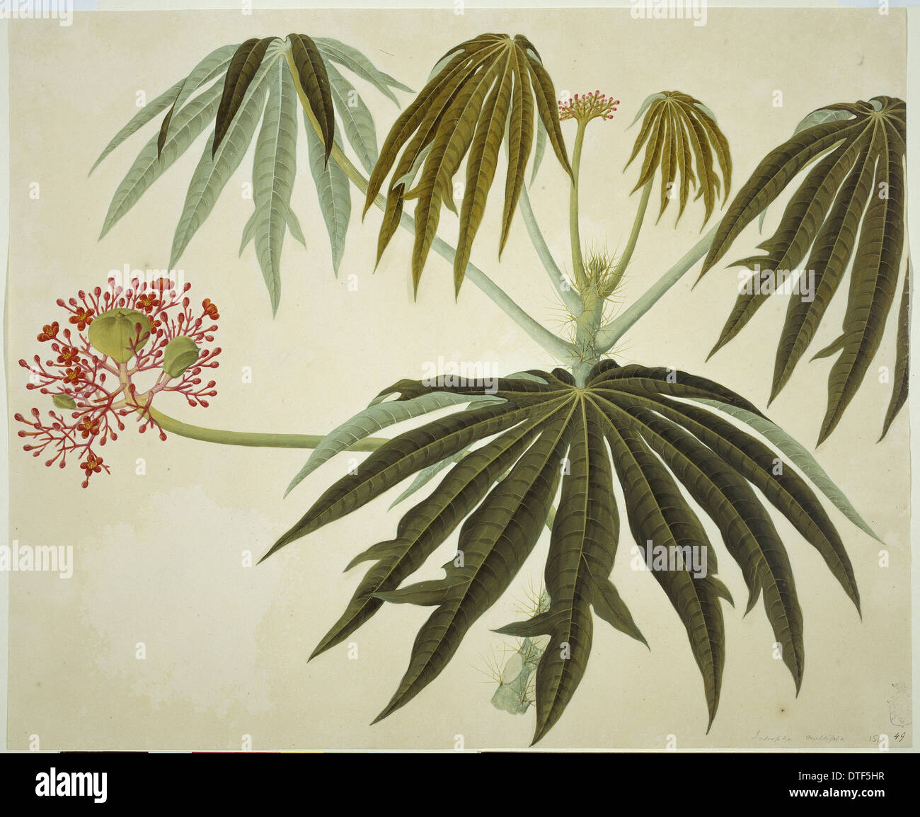 plant-illustration-stock-photo-alamy