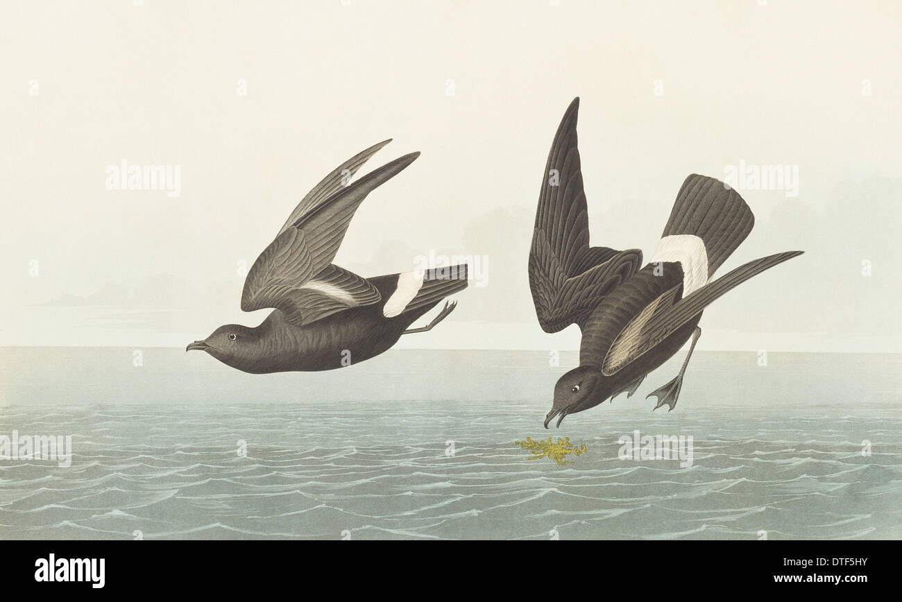 Storm petrel (hydrobates pelagicus) hi-res stock photography and images ...