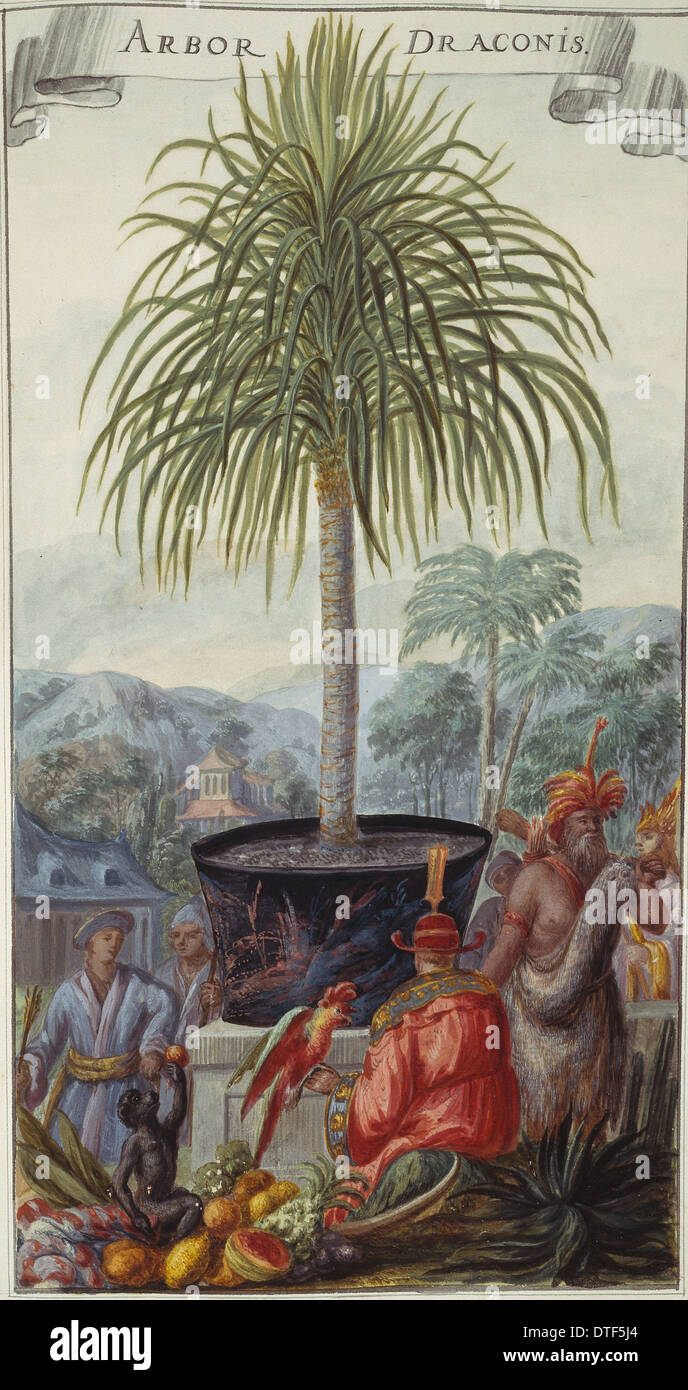 Arbor draconis, dragon tree Stock Photo - Alamy