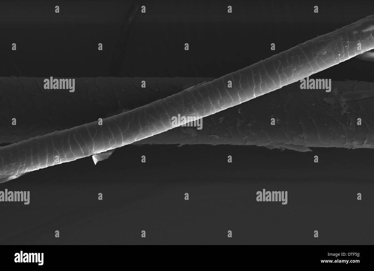 Scanning electron microscope hair hi-res stock photography and images ...