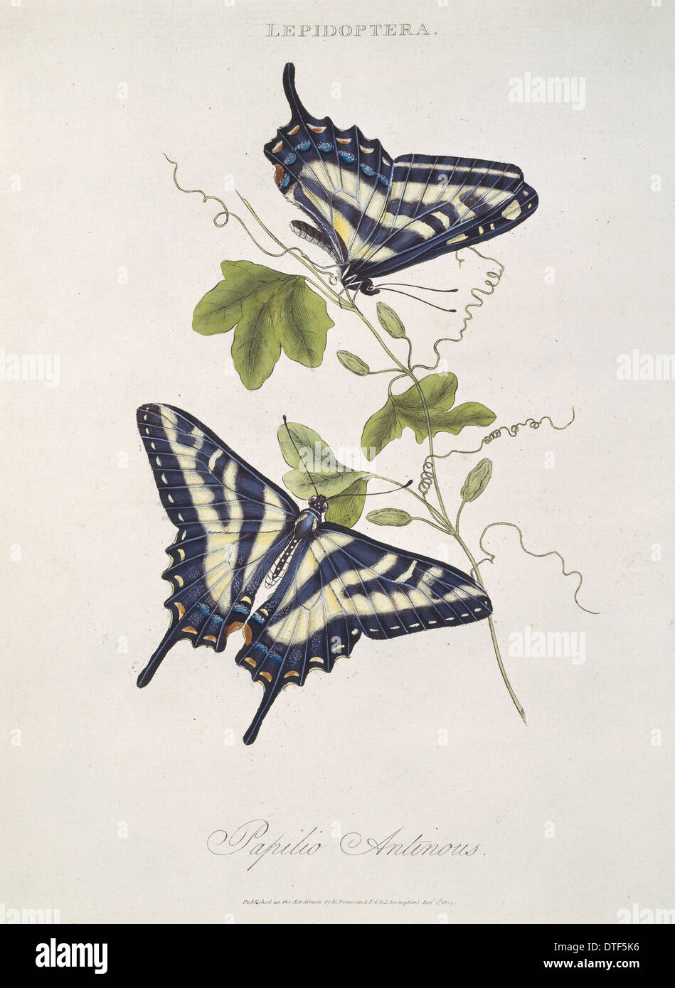 Papilio sp., butterflies Stock Photo - Alamy