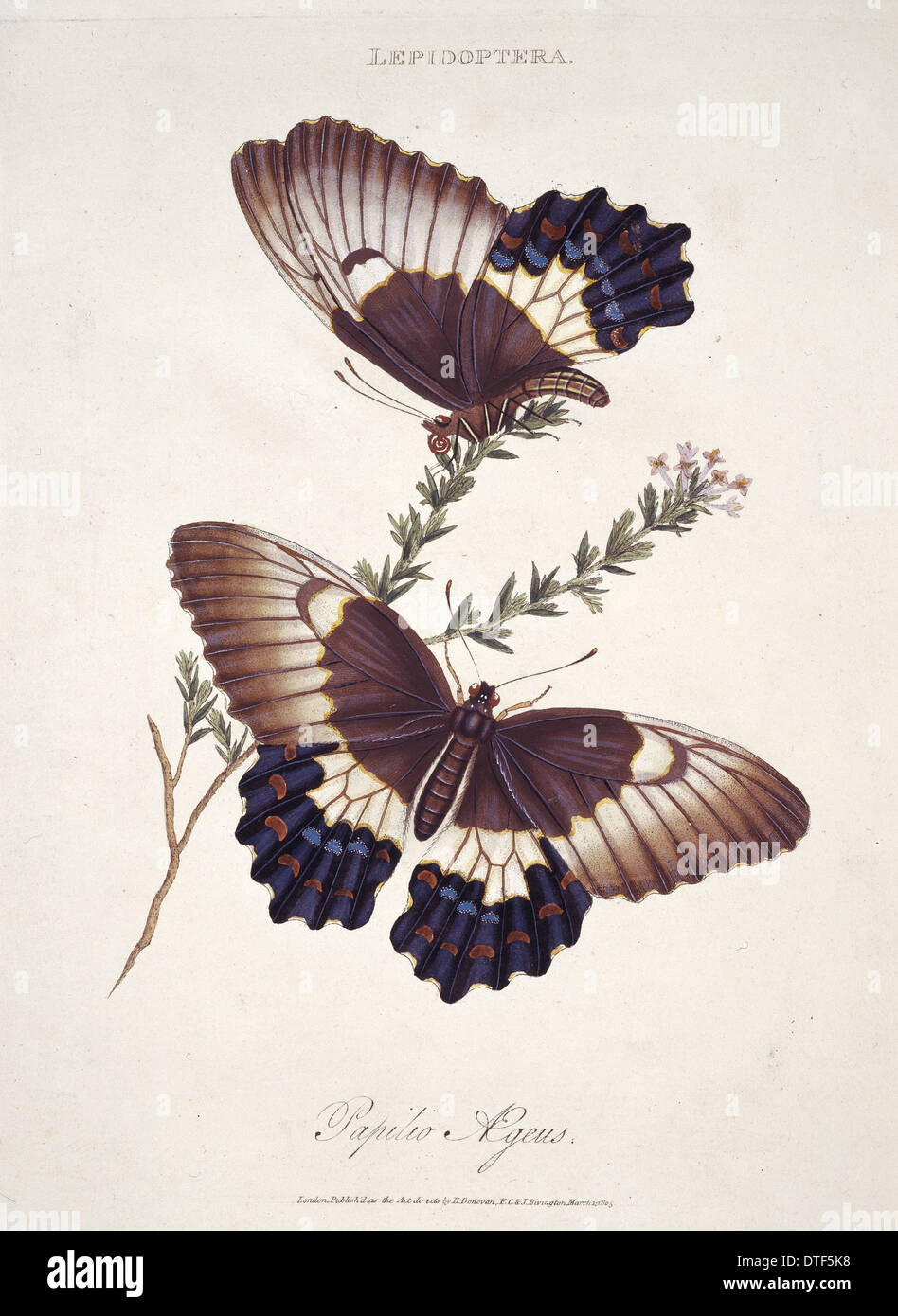 Swallowtail butterfly papilio sp hi-res stock photography and images ...