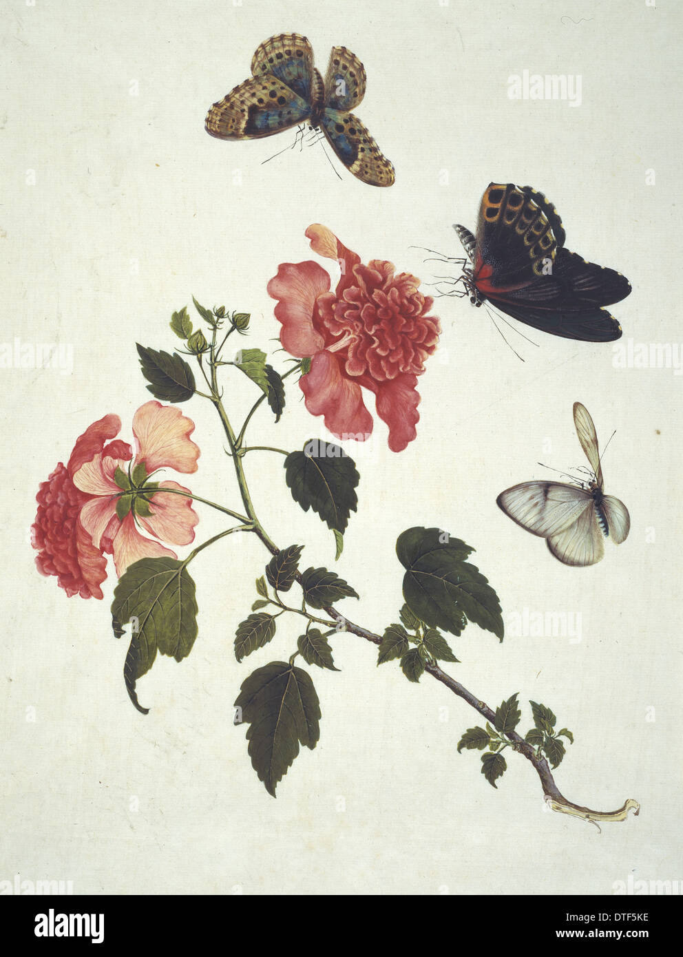 Insect species from China Stock Photo - Alamy