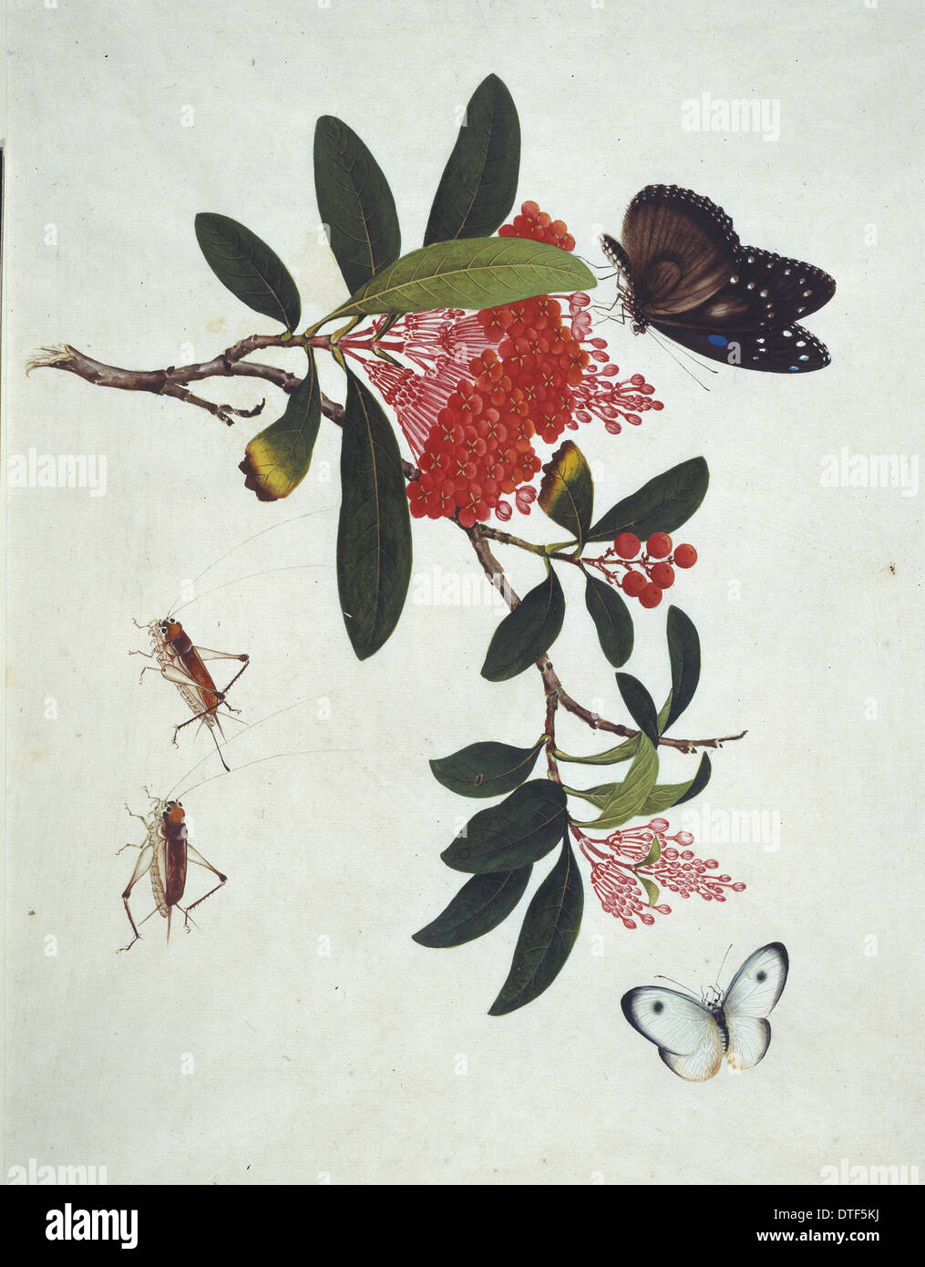 Insects species from China Stock Photo - Alamy