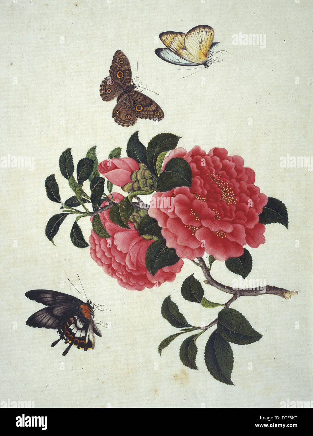 Insect species from China Stock Photo - Alamy