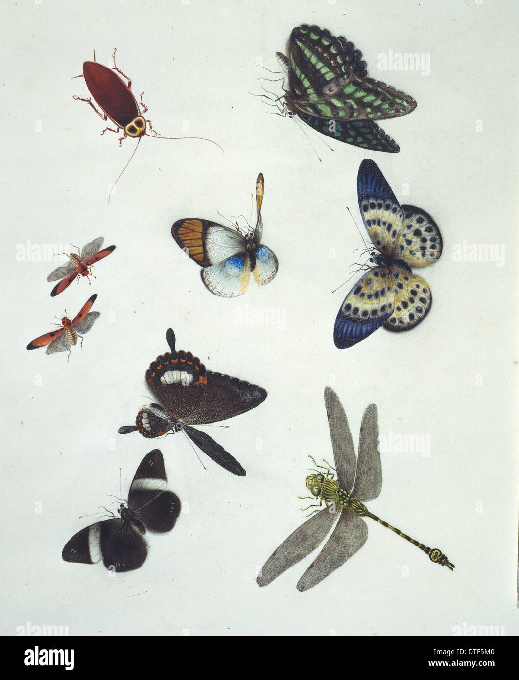 Insect species of China Stock Photo - Alamy