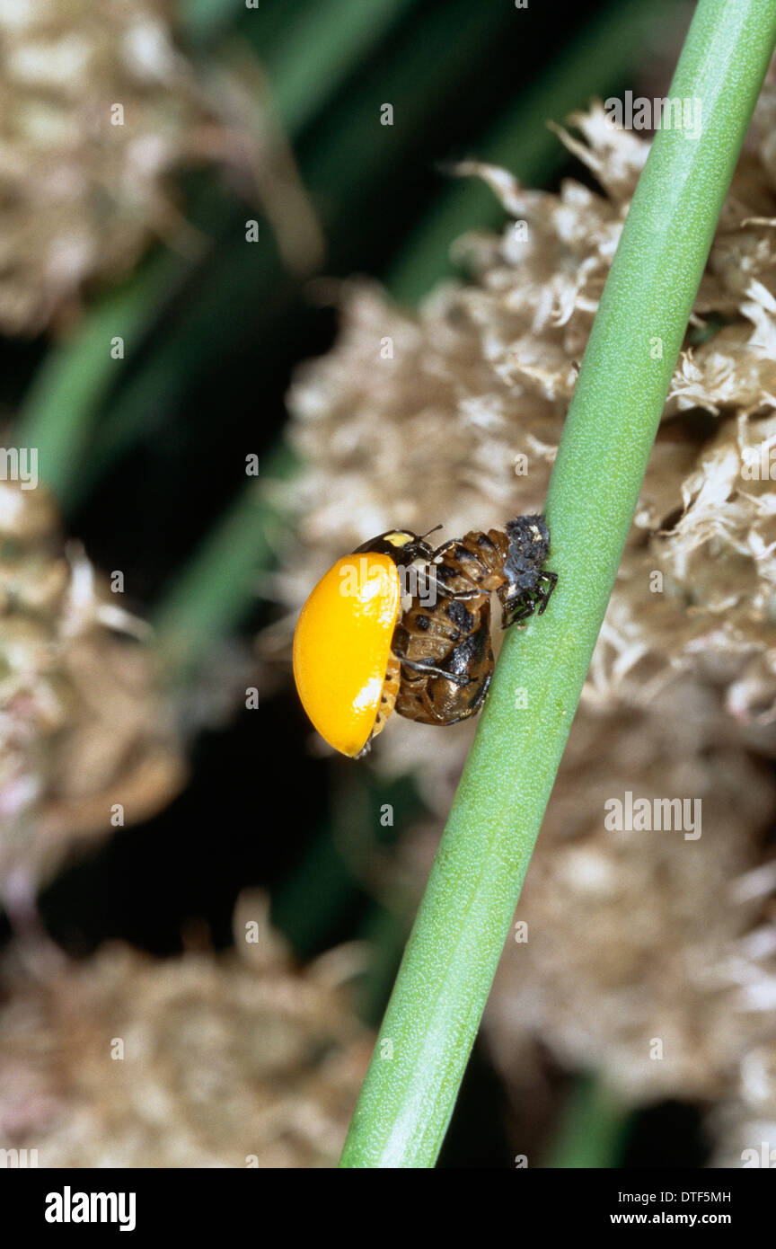 Pupa case hi-res stock photography and images - Alamy