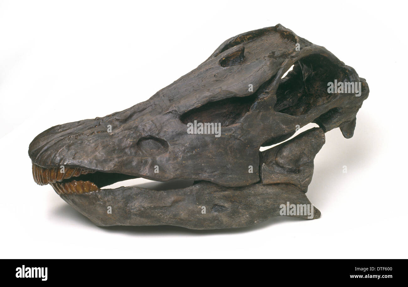 Diplodocus head hi-res stock photography and images - Alamy